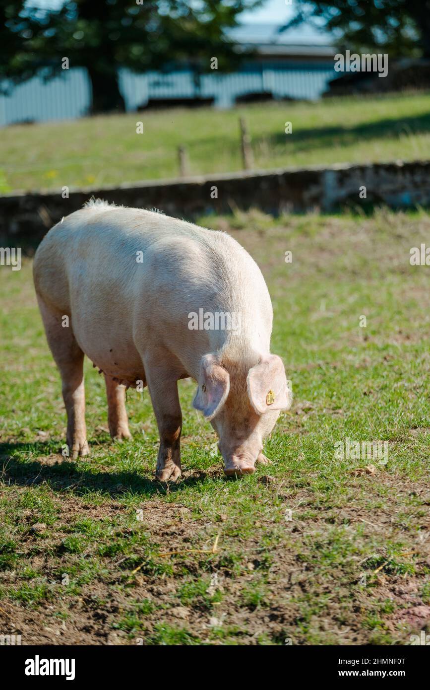 Pigs in field. Healthy pig on meadow Stock Photo - Alamy