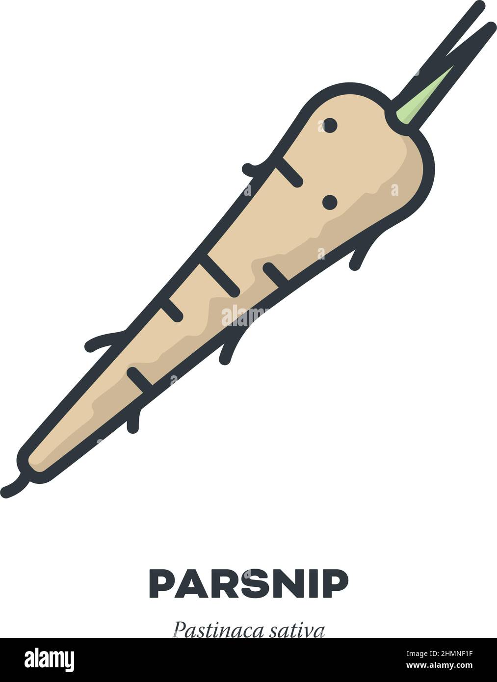 Parsnip root vegetable icon, outline with color fill style vector ...