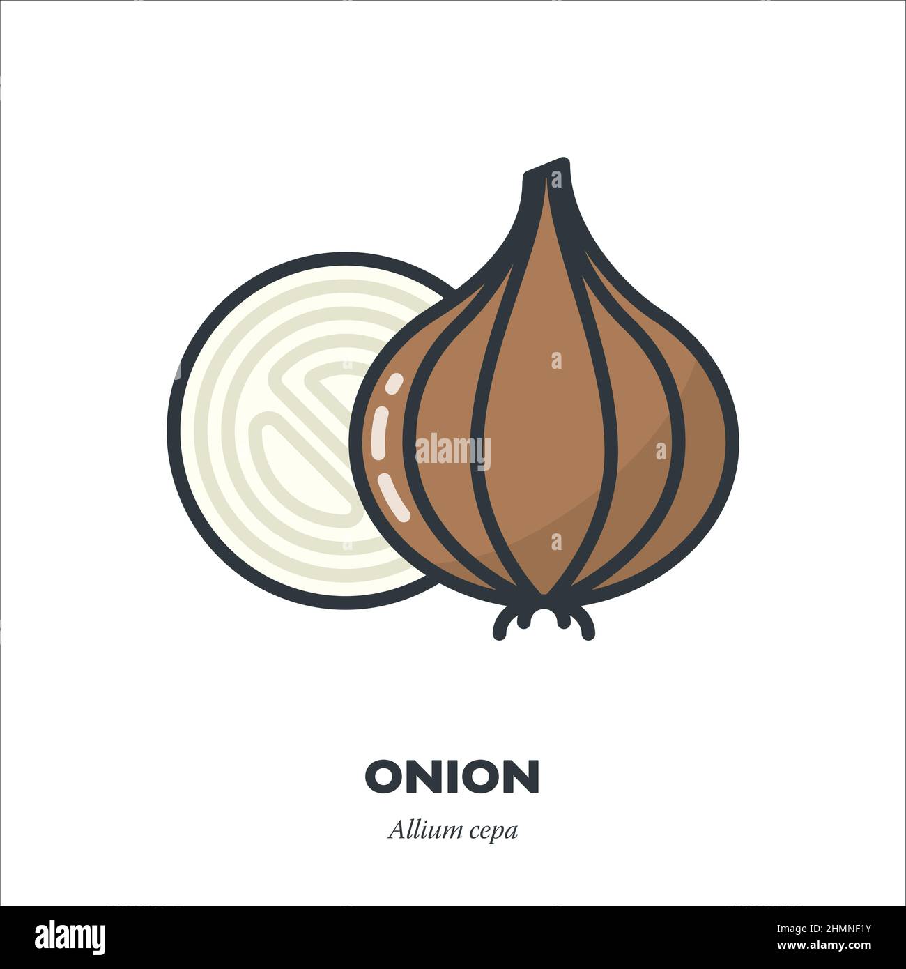 Onion cross section Stock Vector Images - Alamy