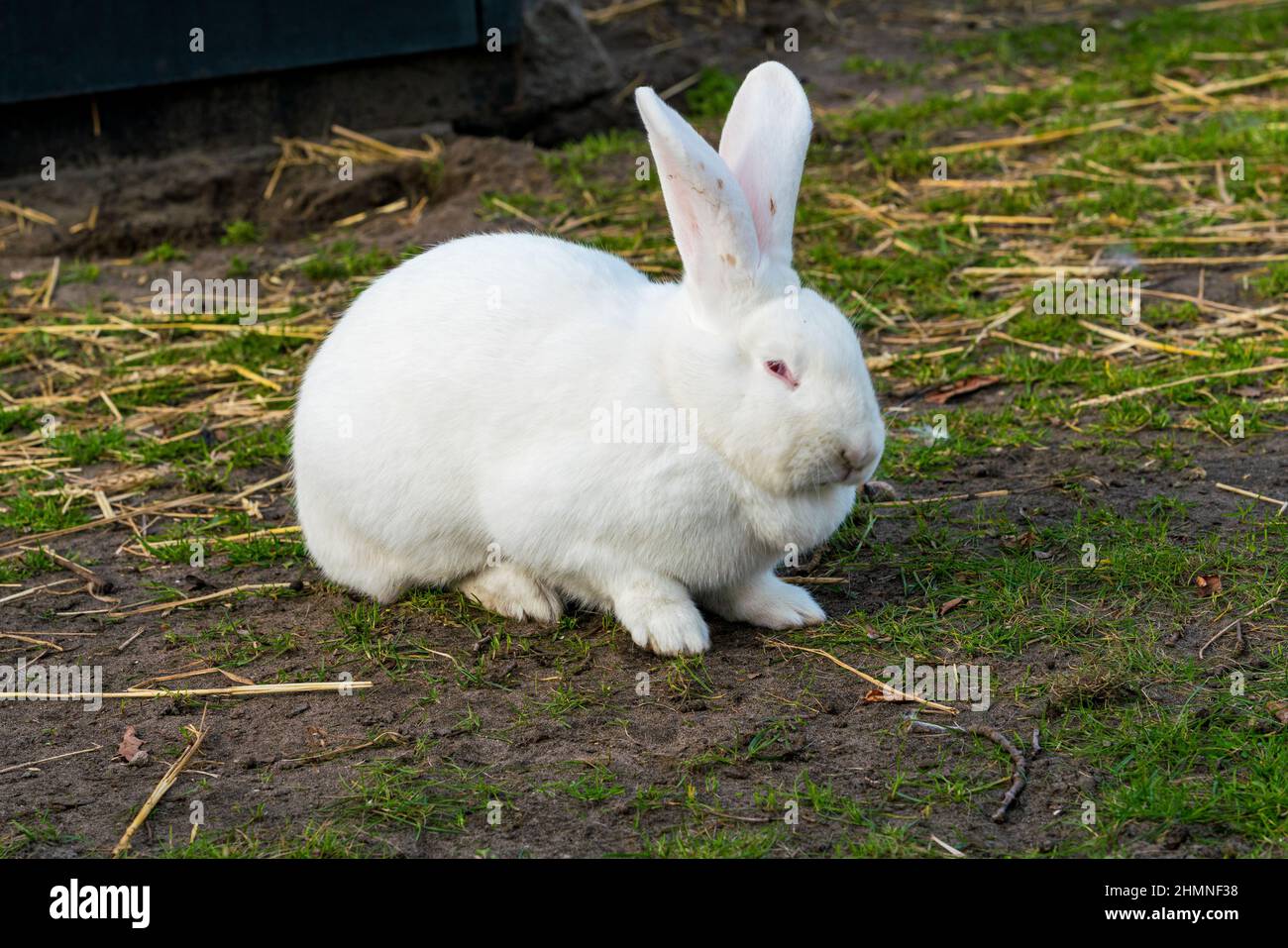White rabbit. Rabbit On Grassy Field Stock Photo - Alamy