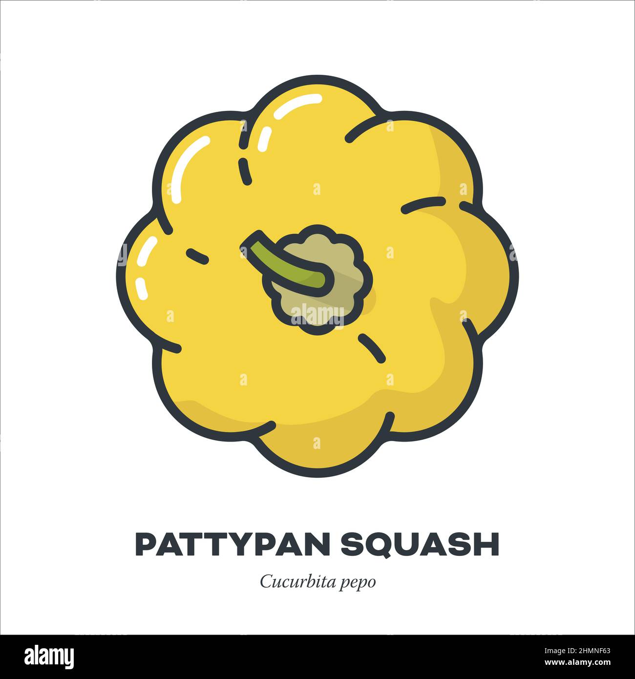 Yellow pattypan squash Stock Vector Images - Alamy