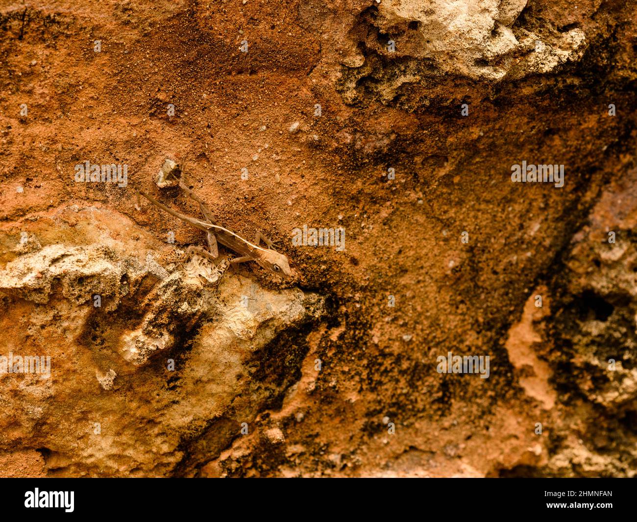 The photo shows a brown gecko. It is located on a sand-colored stone ...