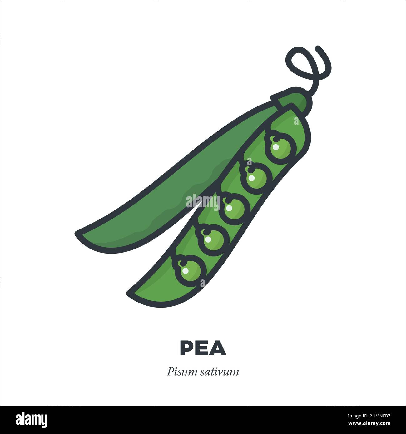 Peas in the pod legume vegetable icon, outline with color fill style ...