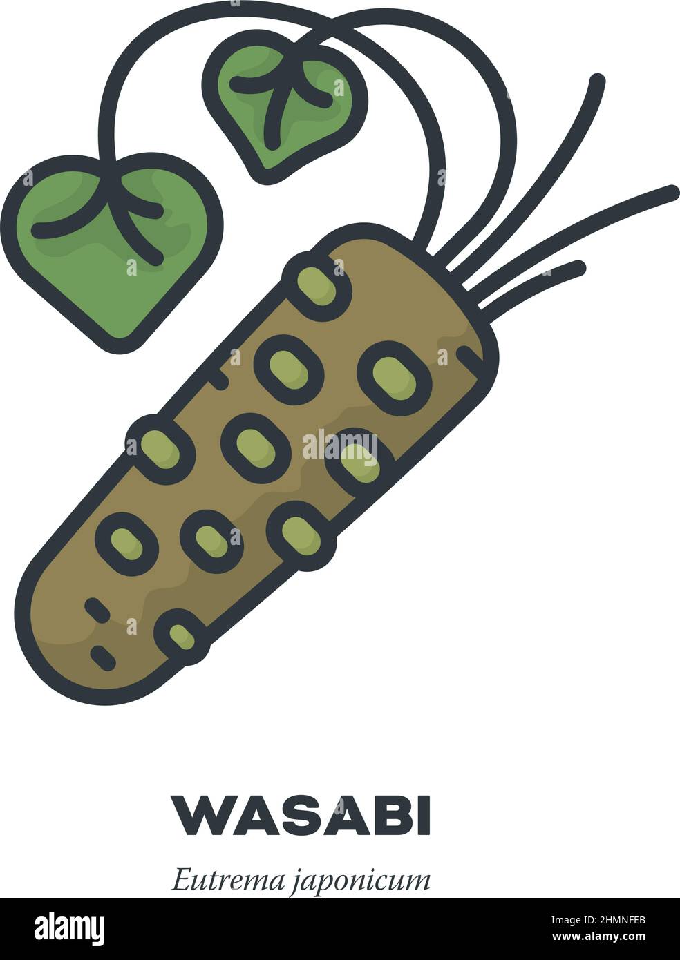 Wasabi root vegetable icon, rhizome and leaves, outline with color fill ...
