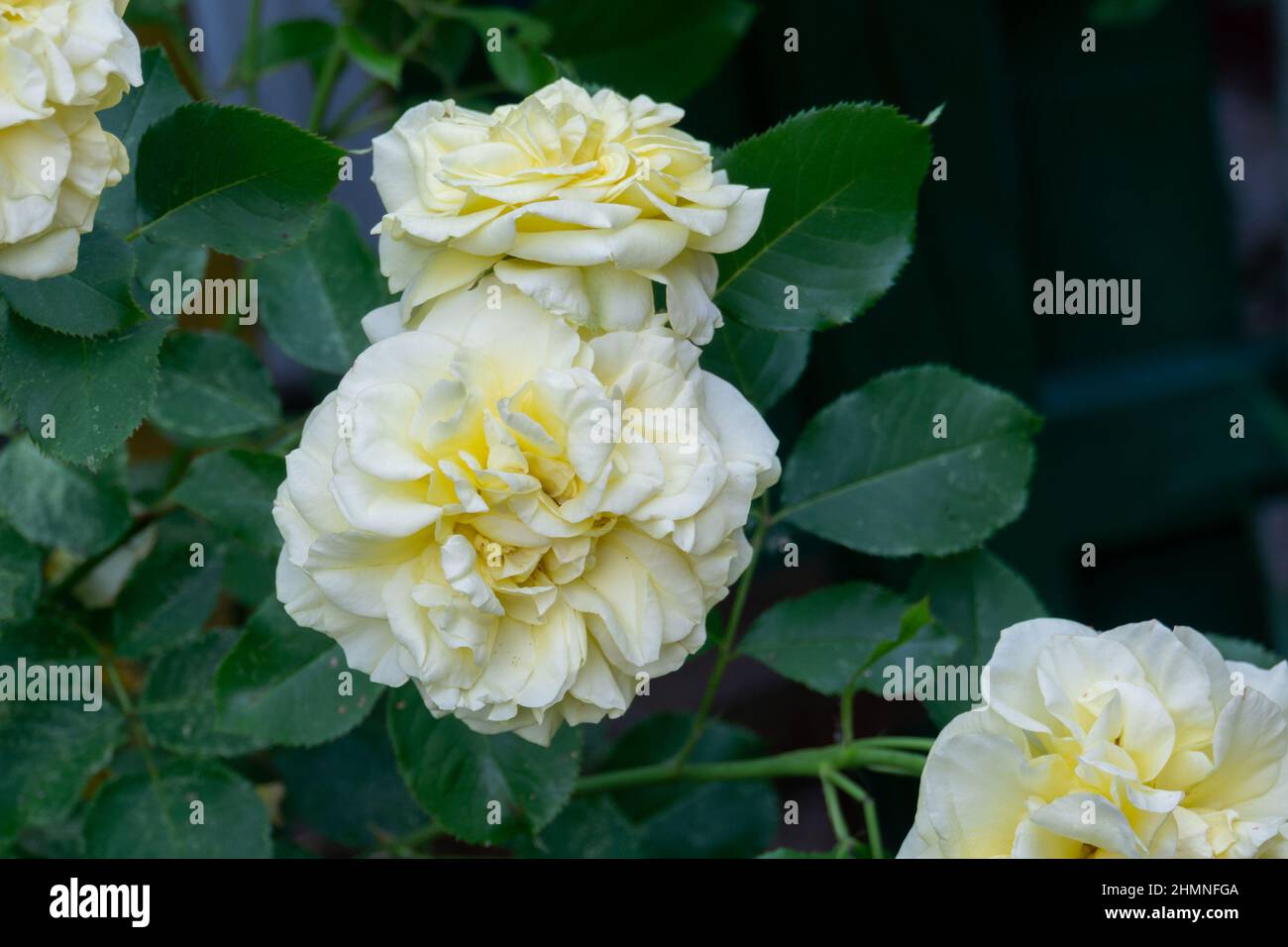 Flower of yellow rose blooms on a bush in the garden close up Stock ...