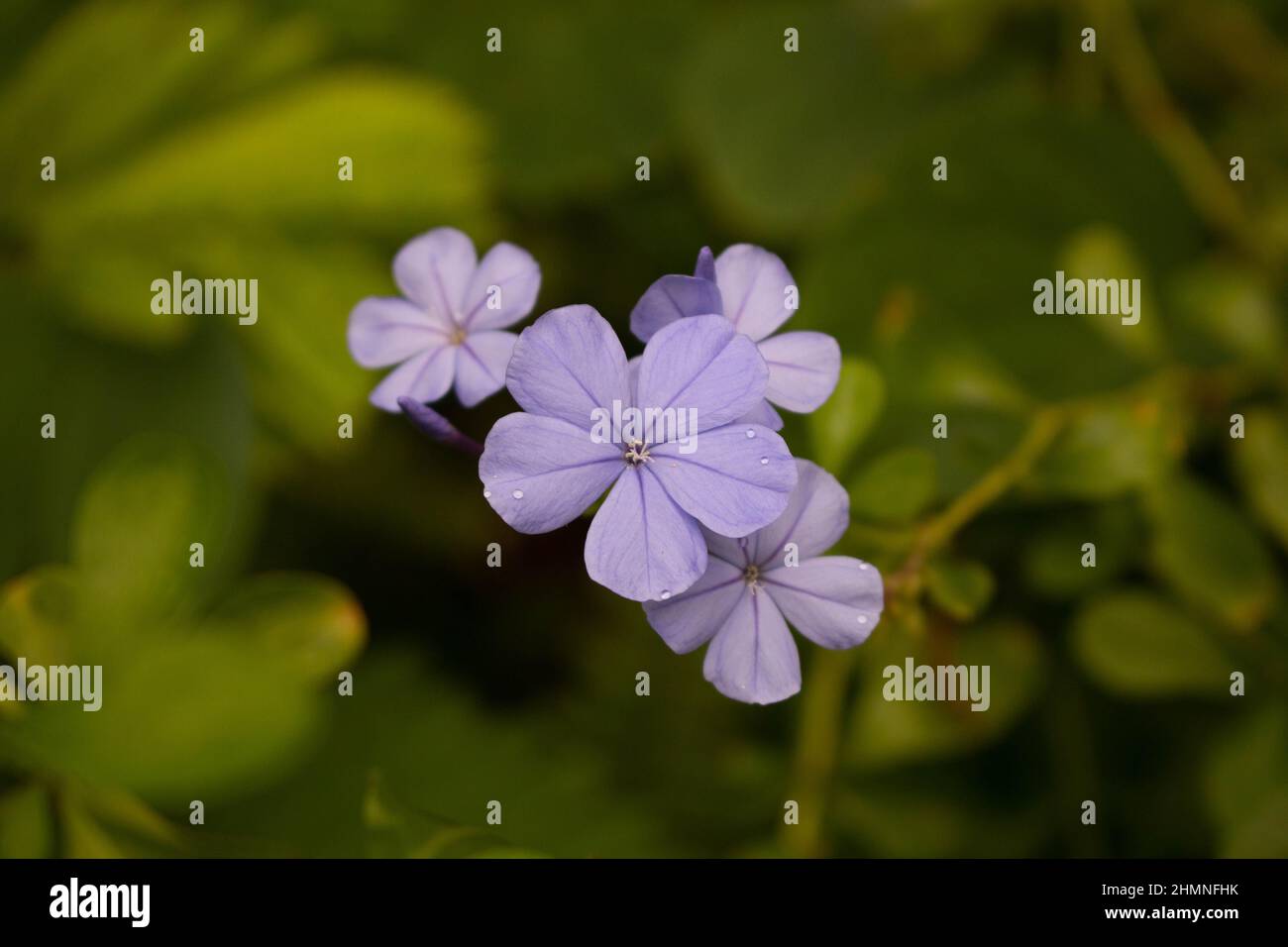 Seamless little flowers hi-res stock photography and images - Alamy