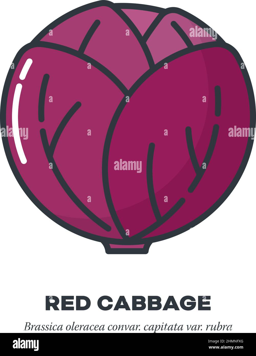 Red cabbage vegetable icon, outline with color fill style vector ...
