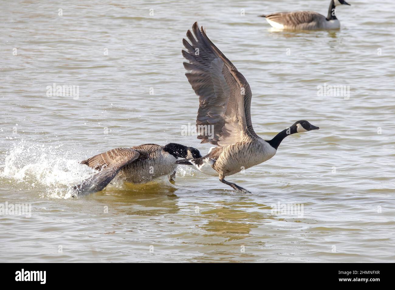 Fighting mating season hi-res stock photography and images - Alamy