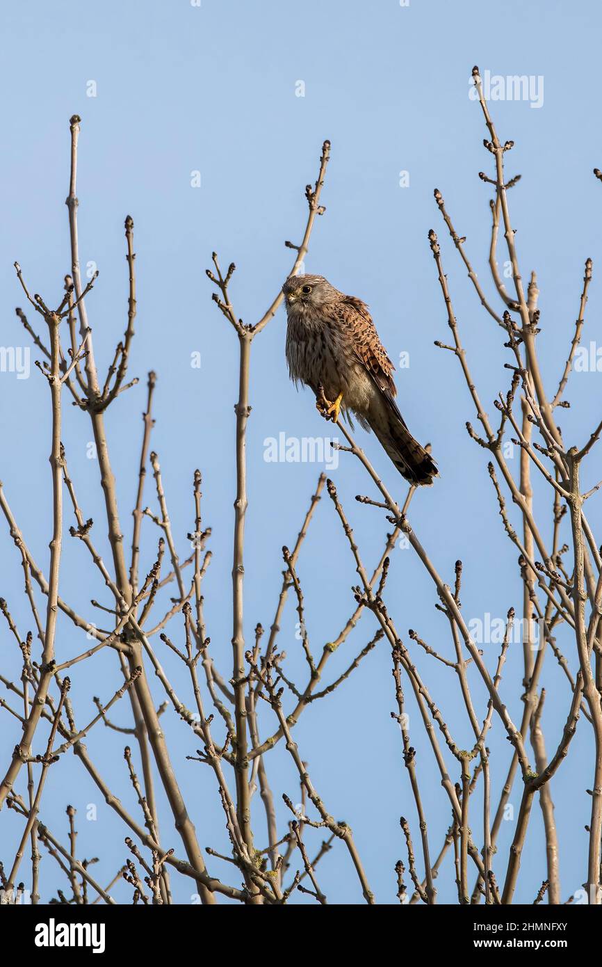 A close up of a Common Kestrel, perched on a thin branch of a tree ...