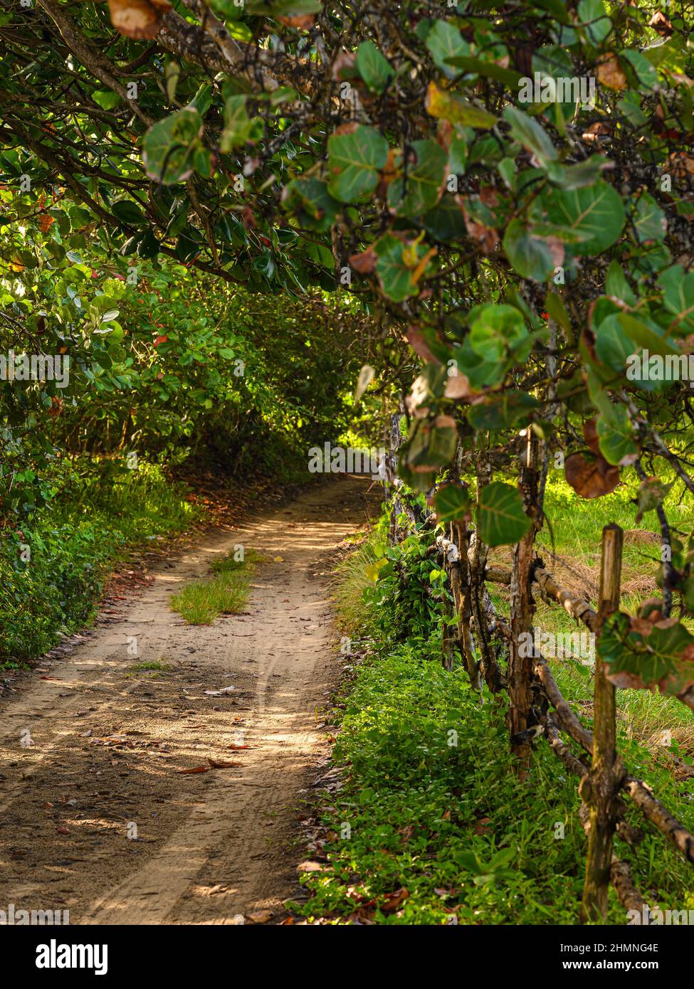 The photo shows a forest path in the forest reclamation zone. Treadmill ...