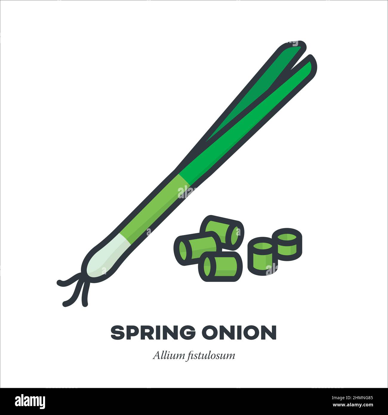 Spring onion vegetable icon, outline with color fill style vector ...