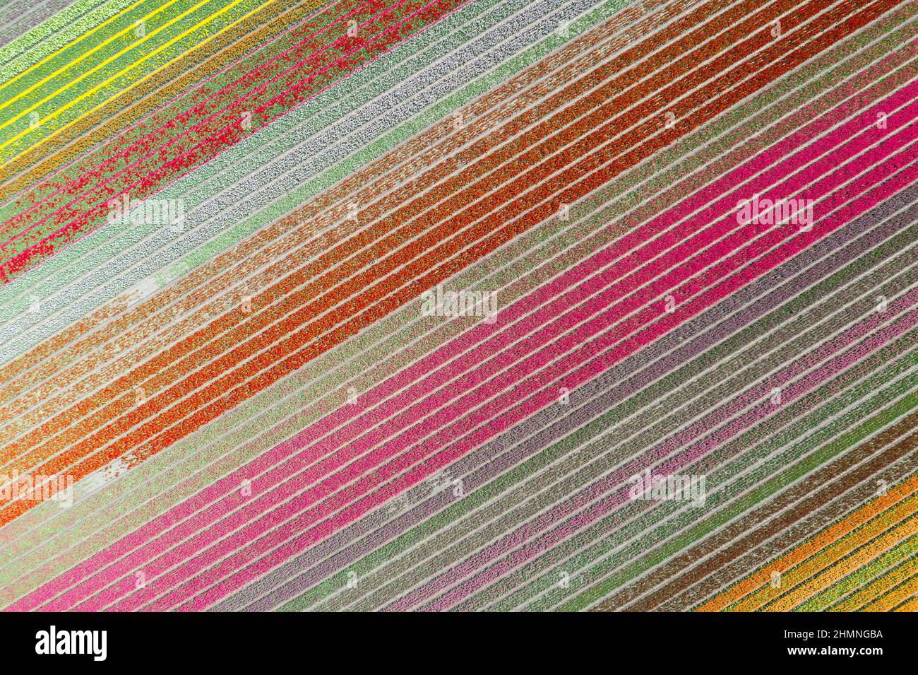 Tulip fields, The Netherlands Stock Photo - Alamy