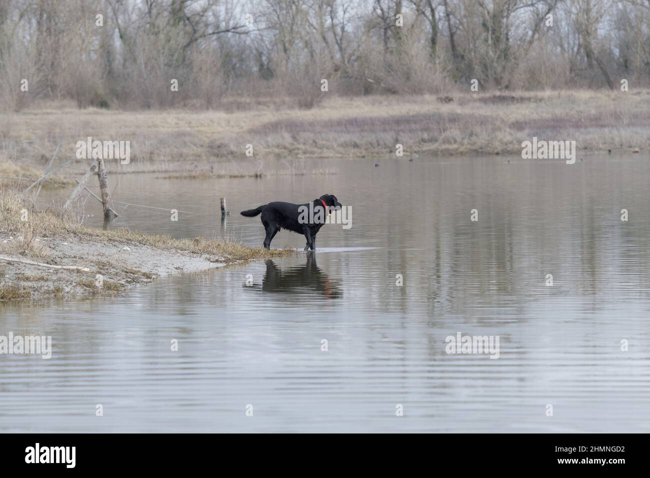 Happy Black labrador in the wild Stock Photo - Alamy