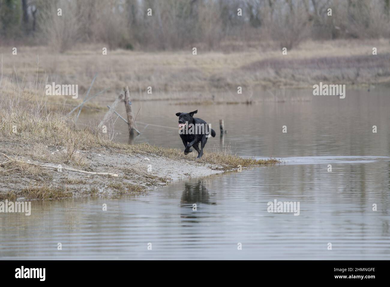 Happy Black labrador in the wild Stock Photo - Alamy