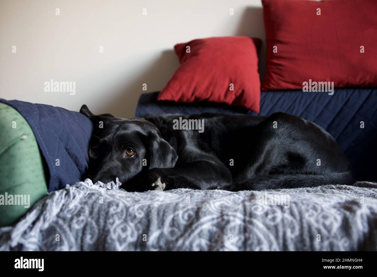 Black labrador retriever dog lying paw hi-res stock photography and ...