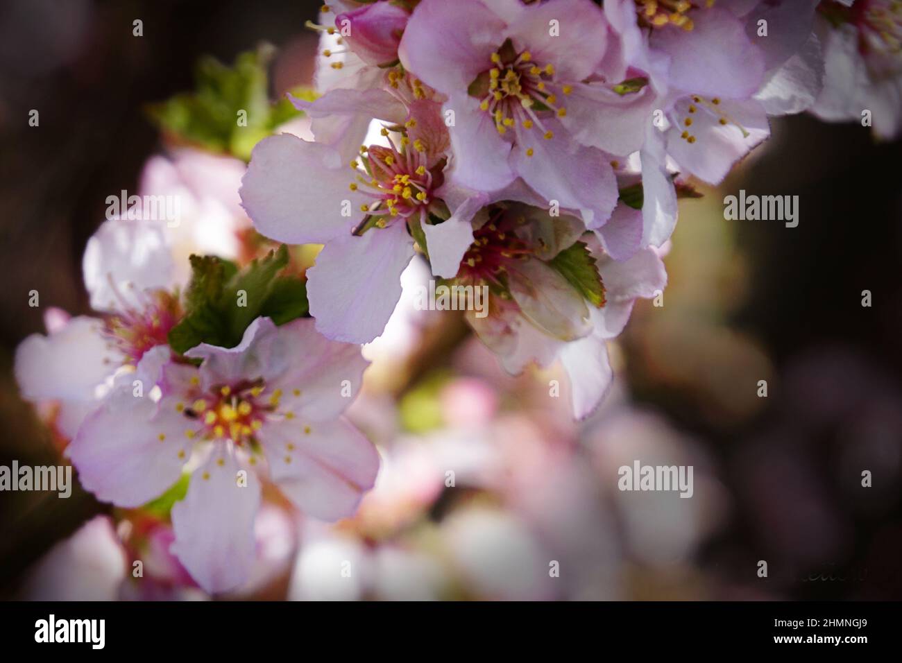 Pink blossoms on a branch running diagonally across the photo with a ...