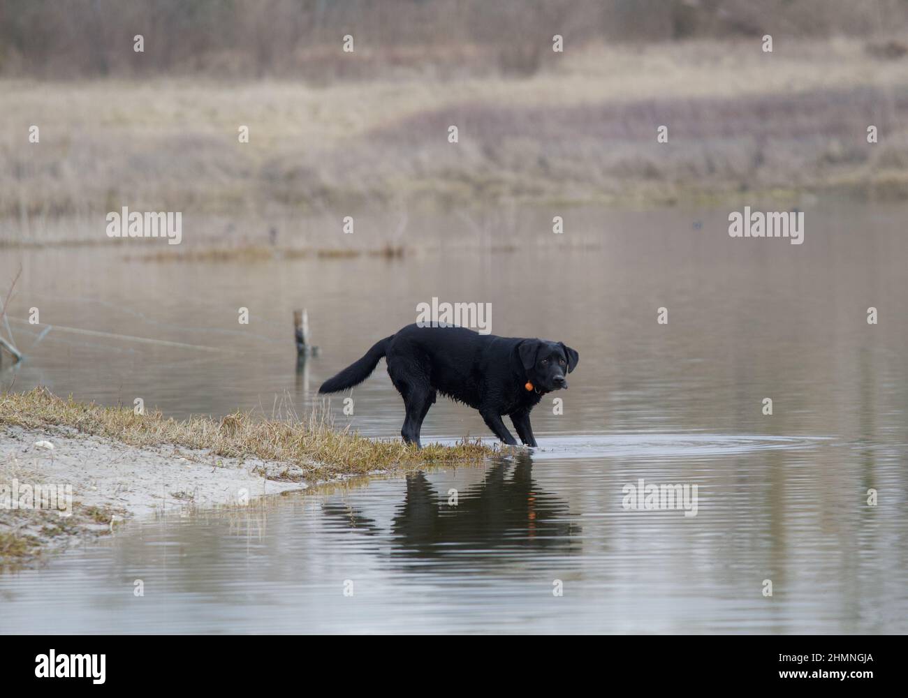 Happy Black labrador in the wild Stock Photo - Alamy