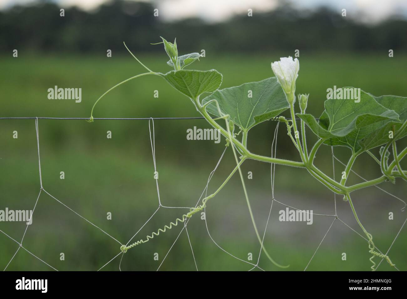 Green gourd leaves and flowers Stock Photo - Alamy