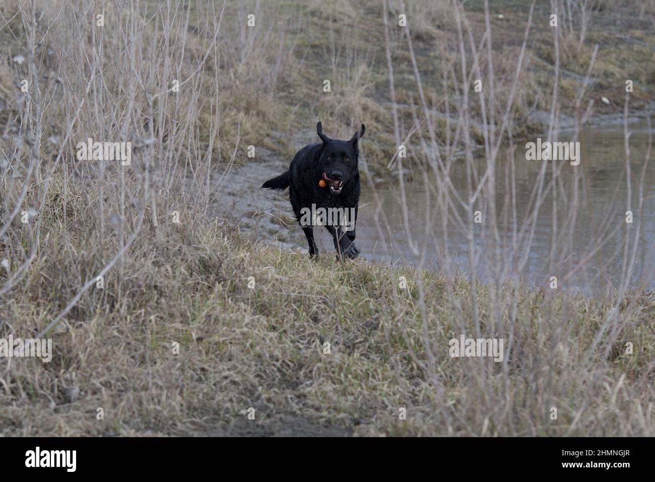 Happy Black labrador in the wild Stock Photo - Alamy
