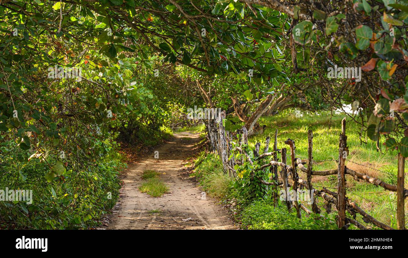 The photo shows a forest path in the forest reclamation zone. Treadmill ...