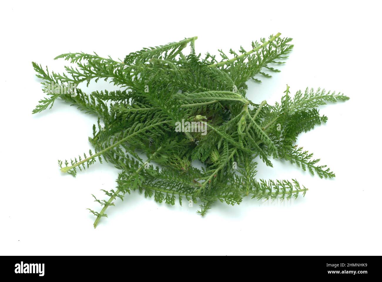 Die gemeine schafgarbe achillea millefolium hi-res stock photography ...