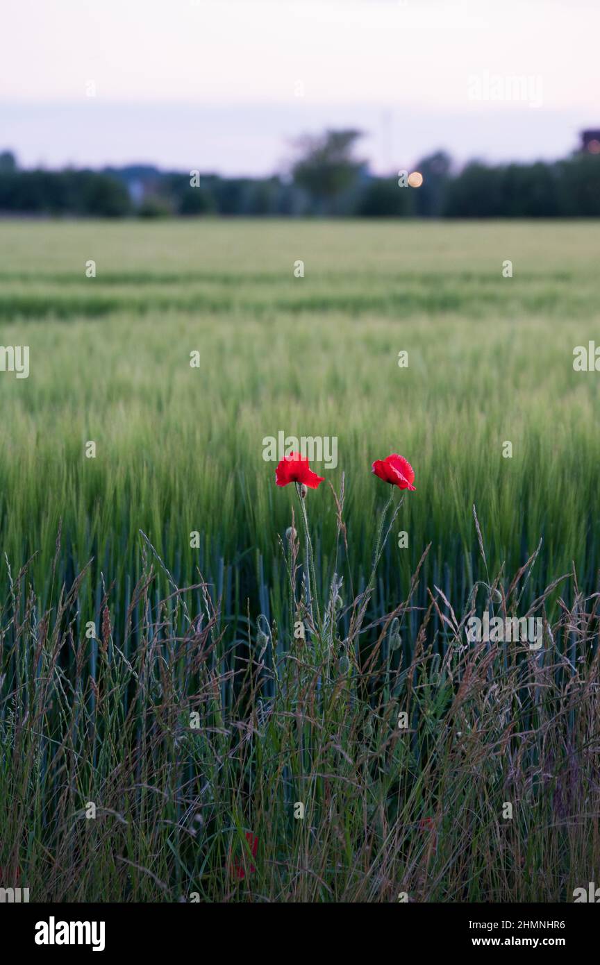 Red poppy flower growing next to a crop farm field in Skåne Sweden ...