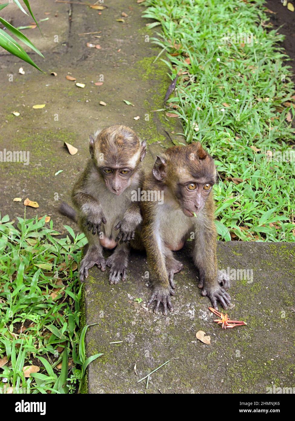 Cute little Monkeys in a park on the Philippines January 18, 2012 Stock ...