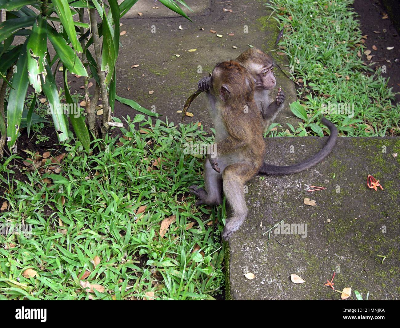 Cute little Monkeys in a park on the Philippines January 18, 2012 Stock ...