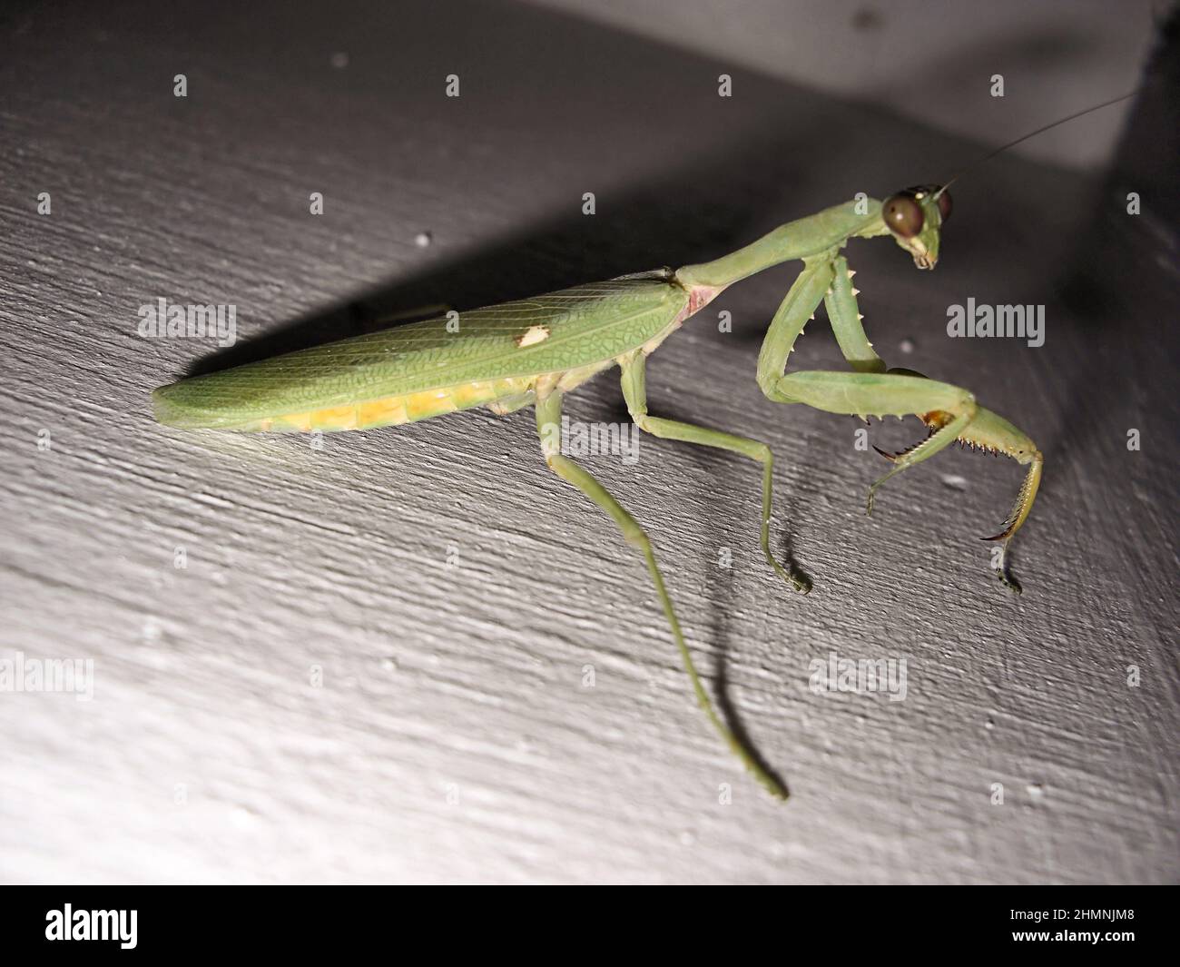Praying Mantis discovered on a white background in Sabang on the ...