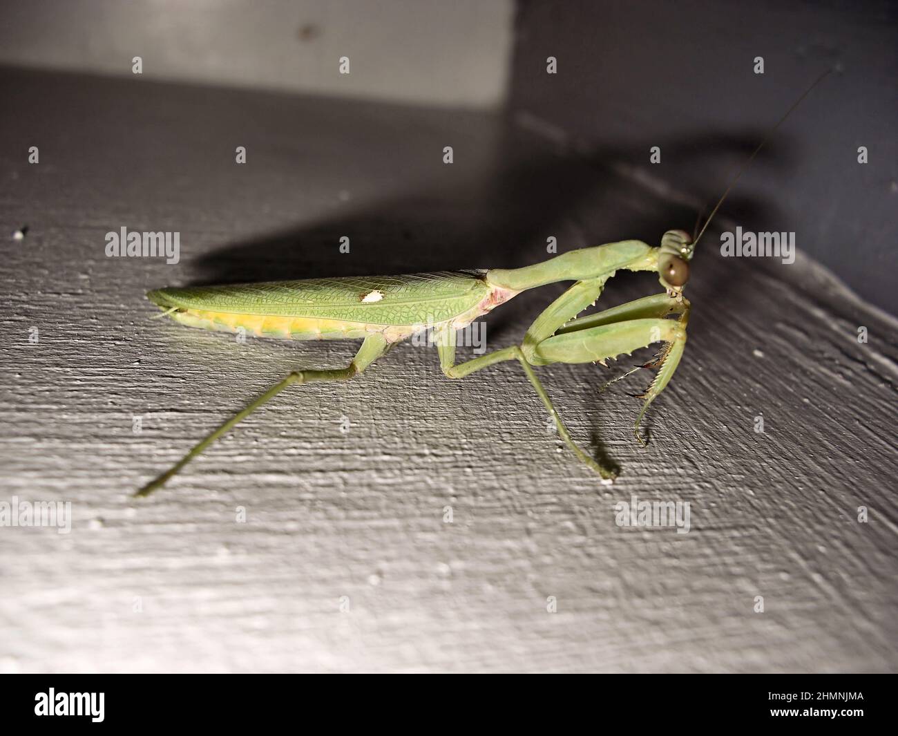 Praying Mantis discovered on a white background in Sabang on the ...