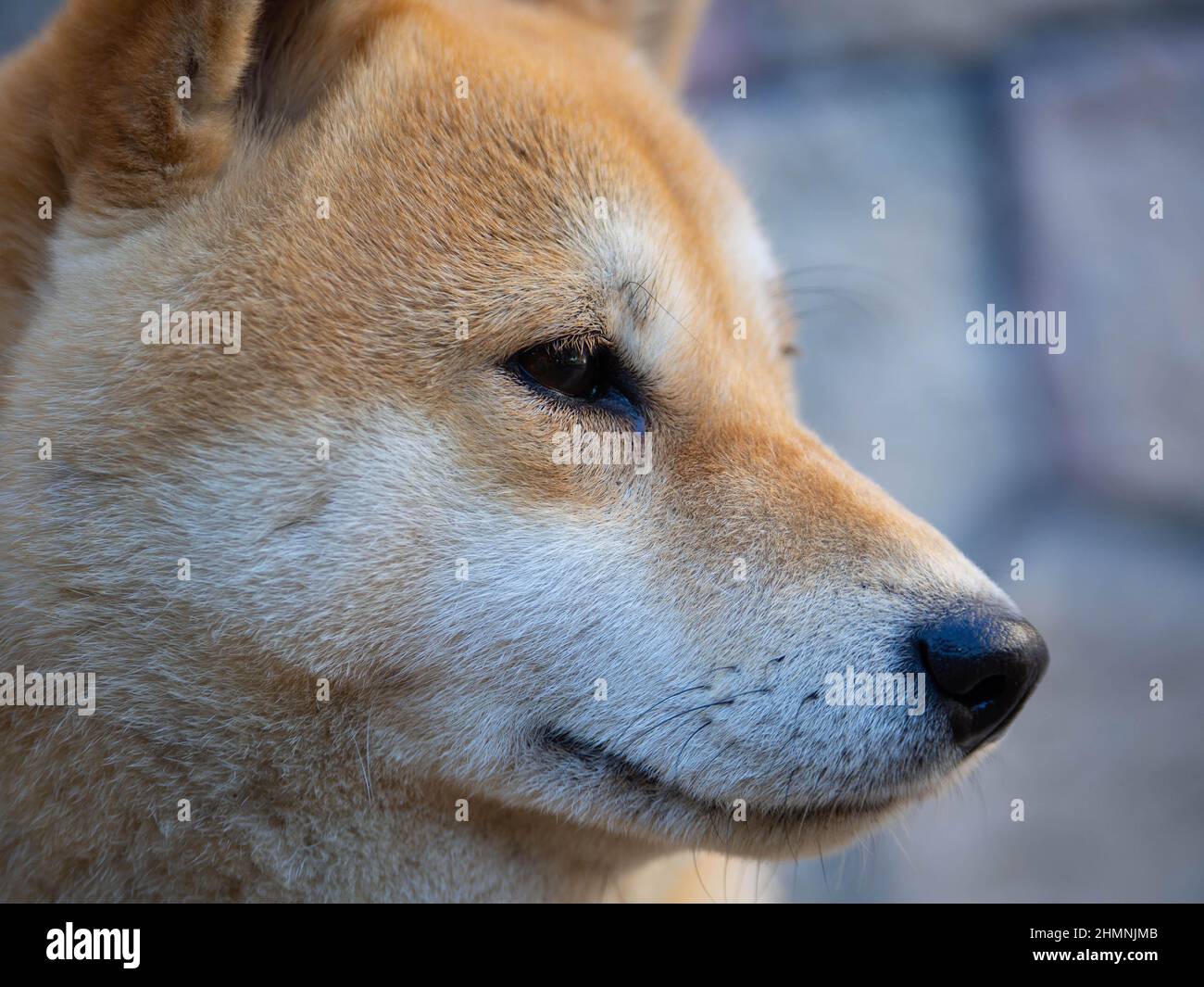 Shiba Inu puppy looks like a little fox Stock Photo - Alamy