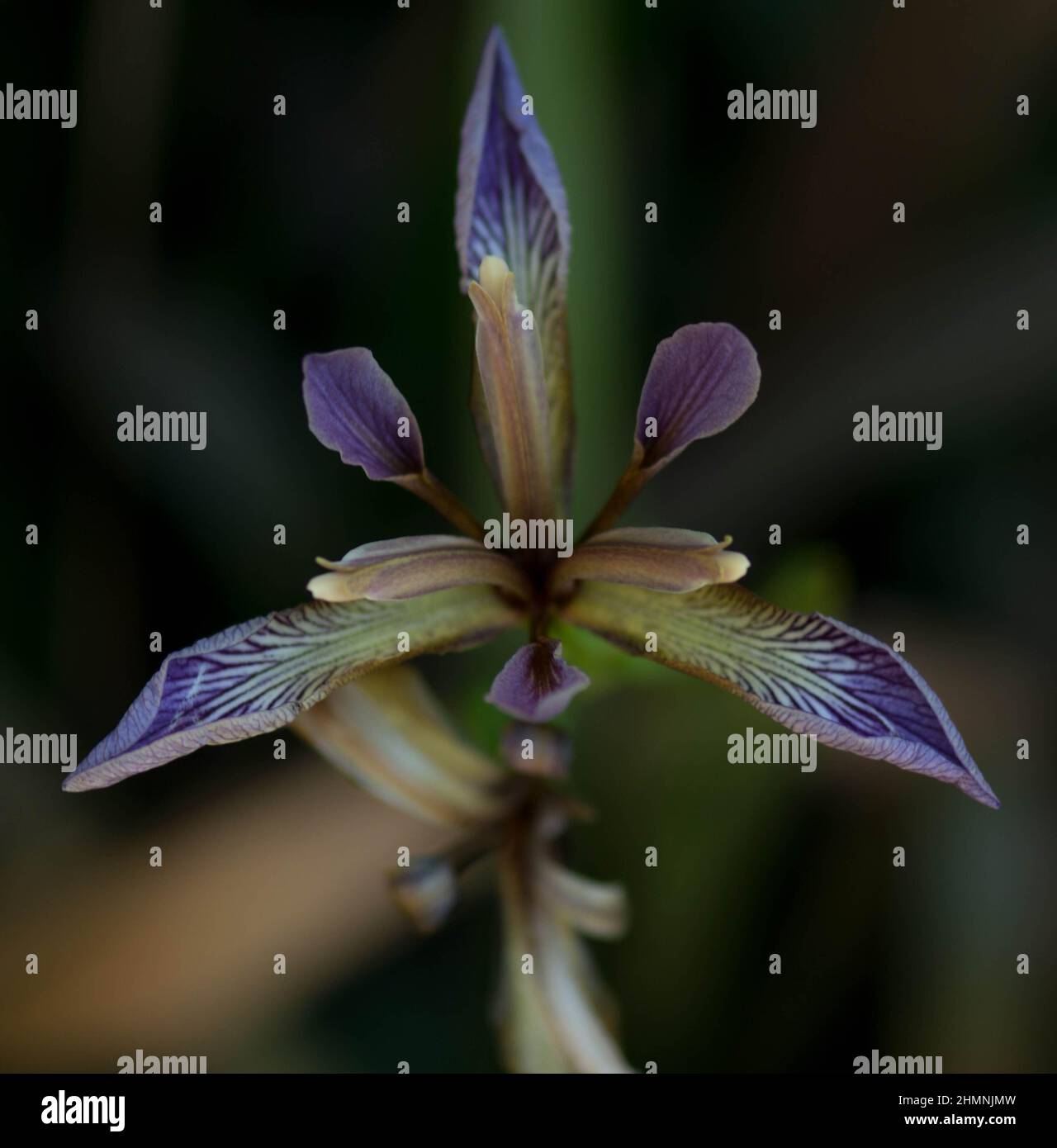 Iris foetidissima L.Stinking Iris Stock Photo - Alamy