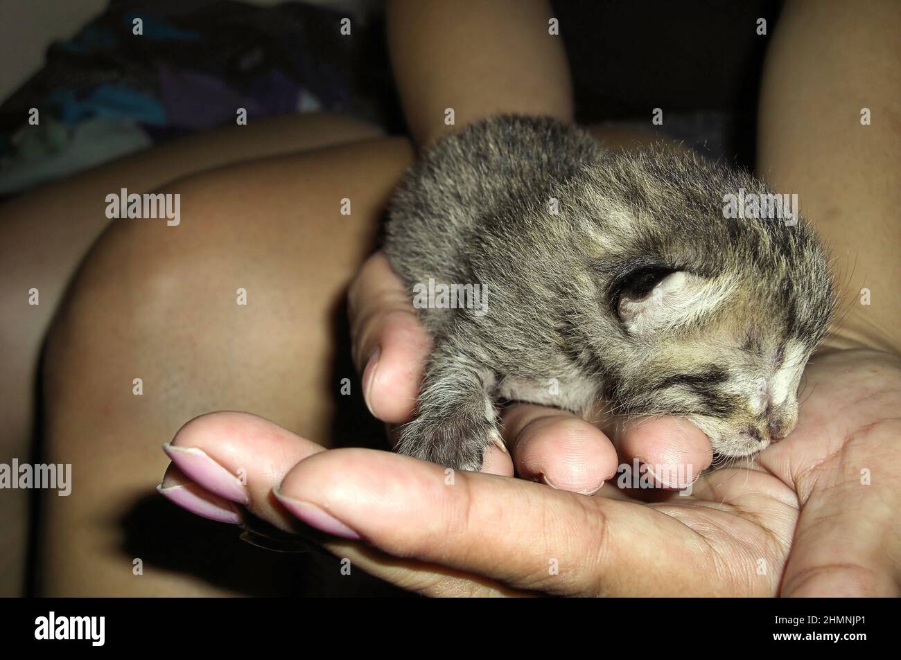 Cute new born cat baby in human hands on the Philippines December 29 ...
