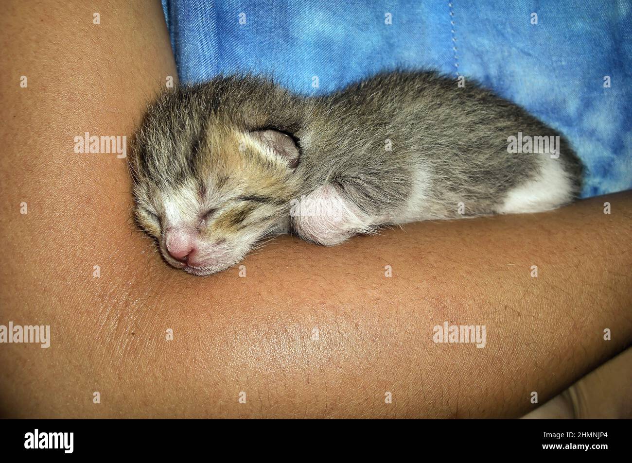 Cute new born cat baby in human hands on the Philippines December 29 ...
