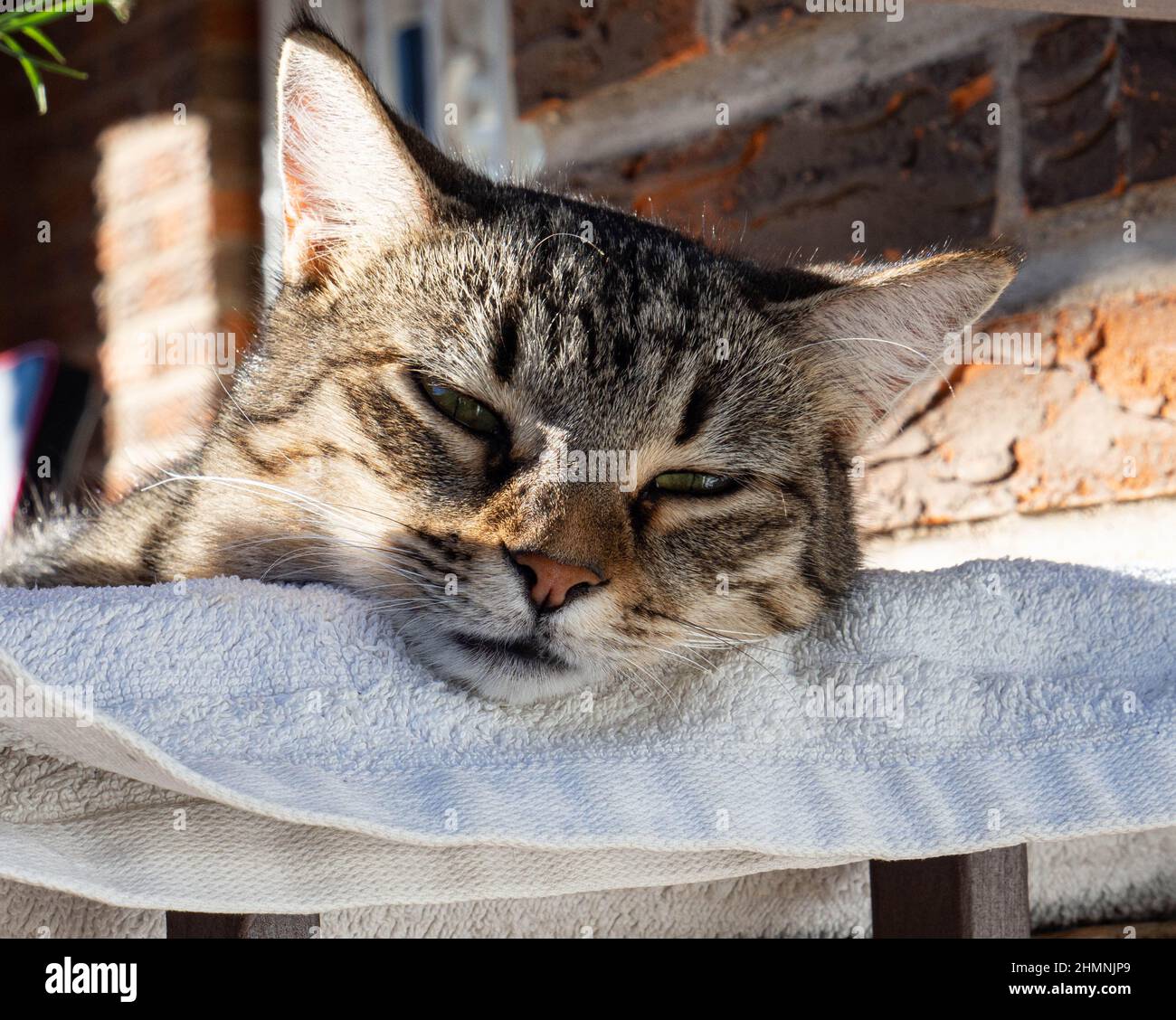 The face of a smart tabby cat Stock Photo - Alamy