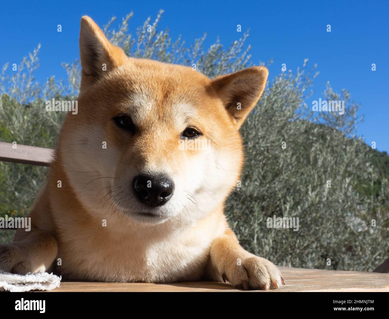 Shiba Inu puppy looks like a little fox Stock Photo - Alamy