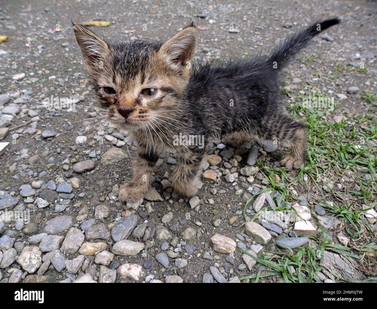Lovely new born cat on the Philippines November 1, 2011 Stock Photo - Alamy