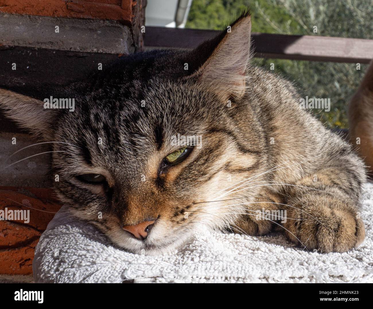 The face of a smart tabby cat Stock Photo - Alamy
