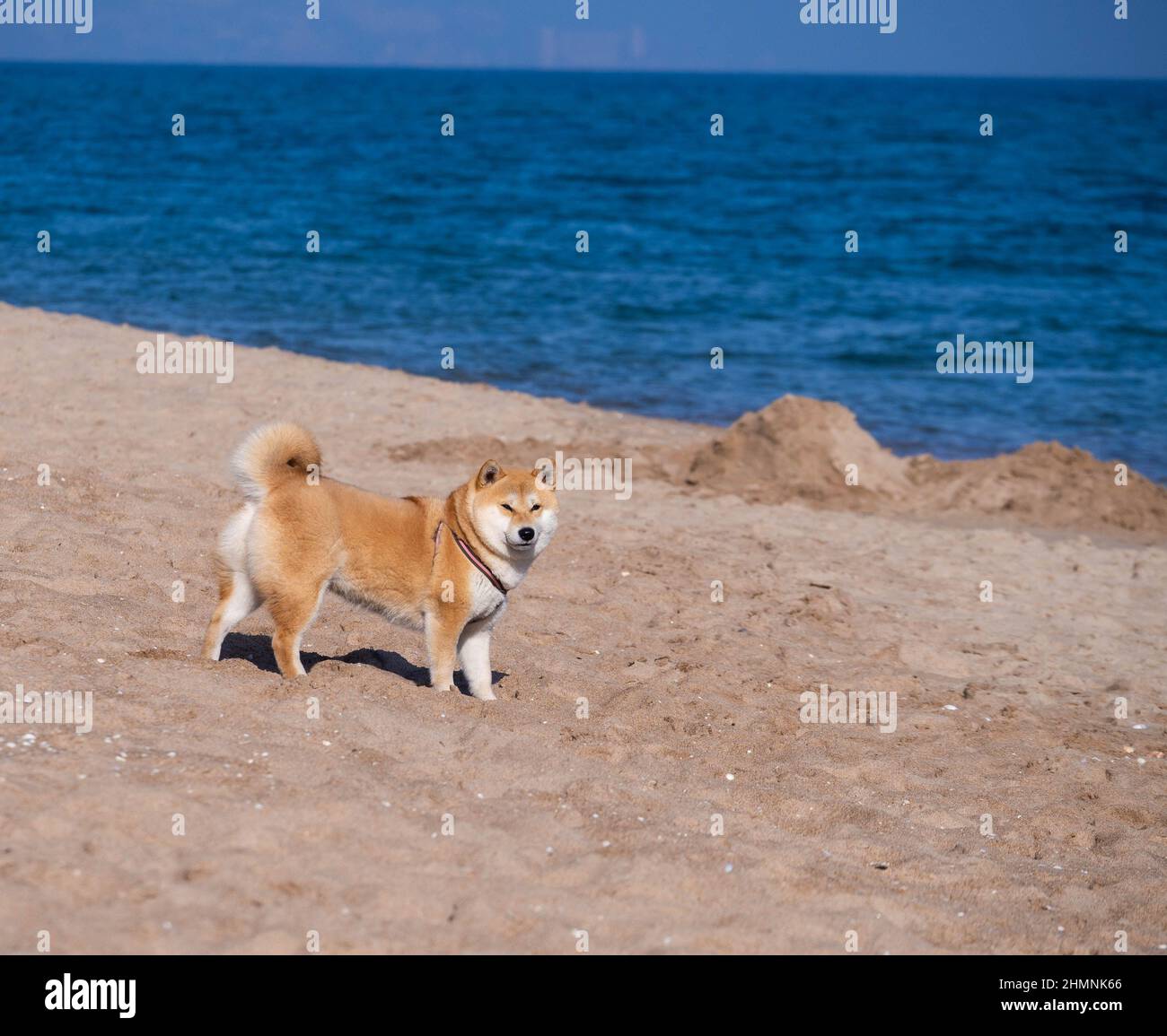 Shiba Inu puppy looks like a little fox Stock Photo - Alamy