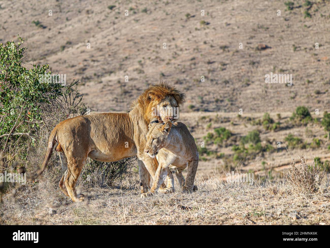 A Lioness in oestrus seeks the attention of a Lion in Kenya's Borana ...