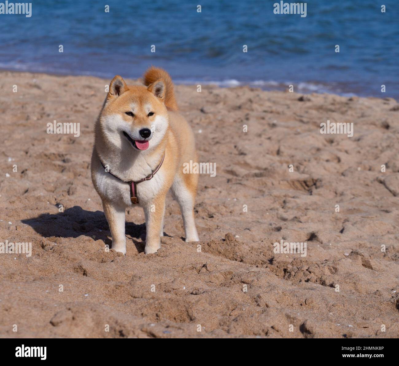Shiba Inu puppy looks like a little fox Stock Photo - Alamy