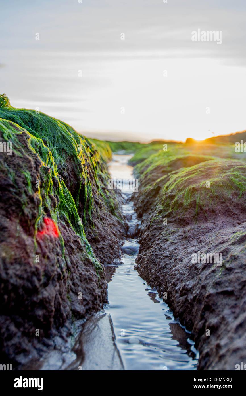 Rock pools exmouth beach devon hi-res stock photography and images - Alamy