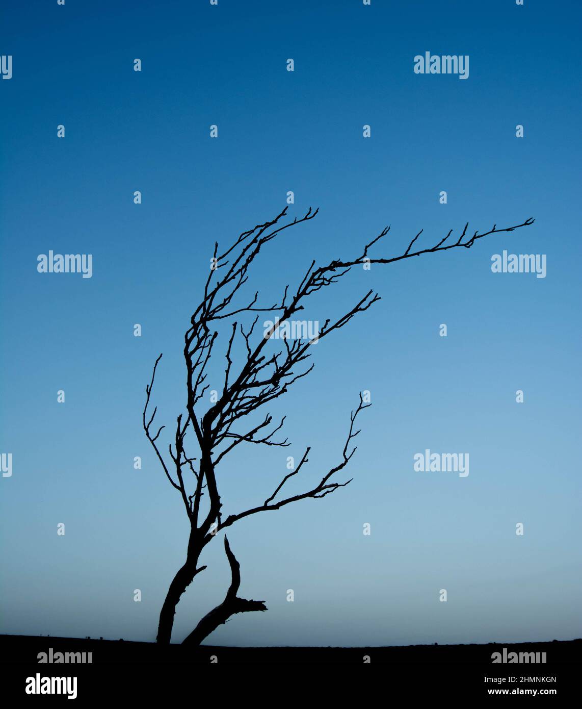 wind swept tree Stock Photo - Alamy