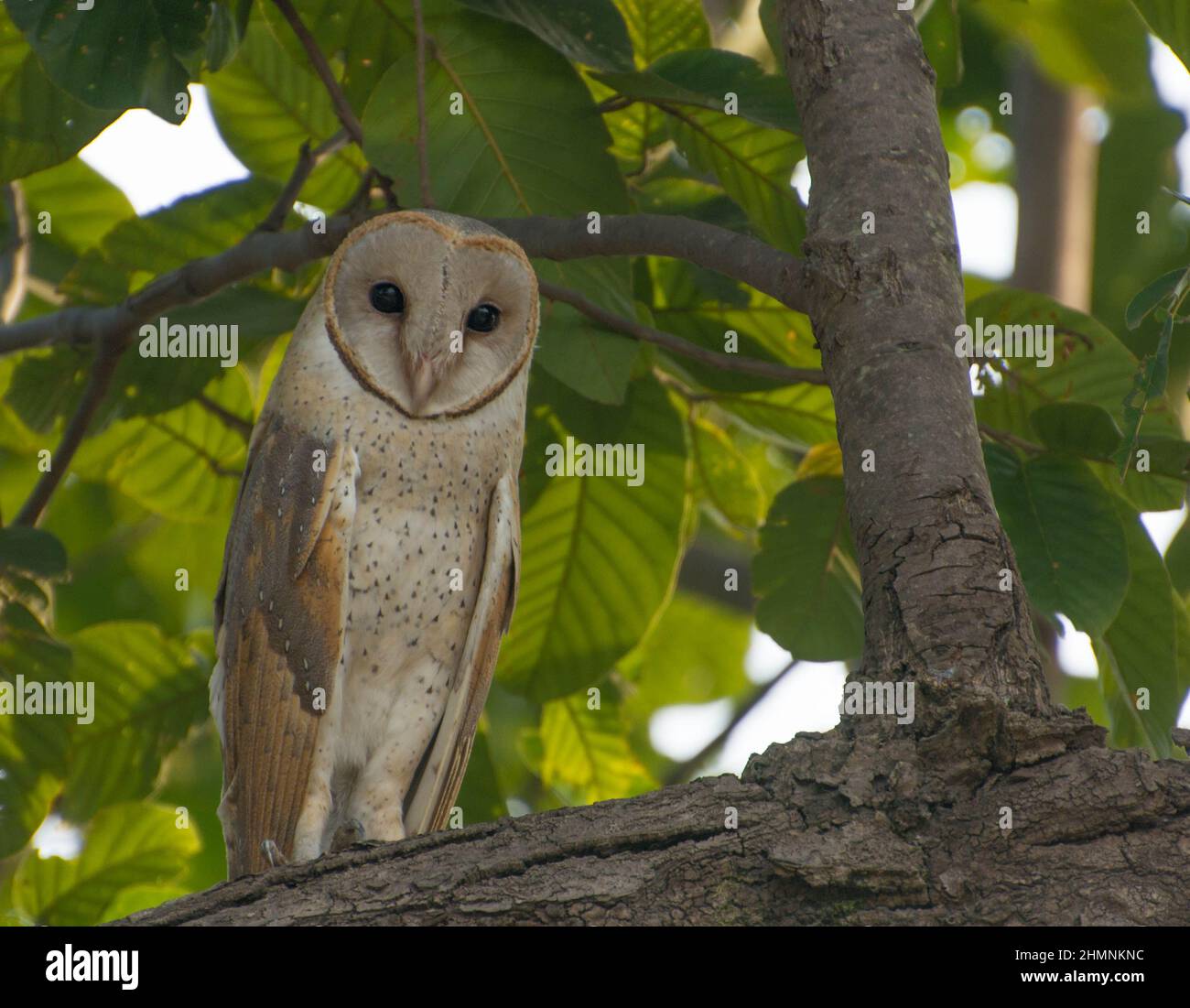 Spotting an owl hi-res stock photography and images - Alamy