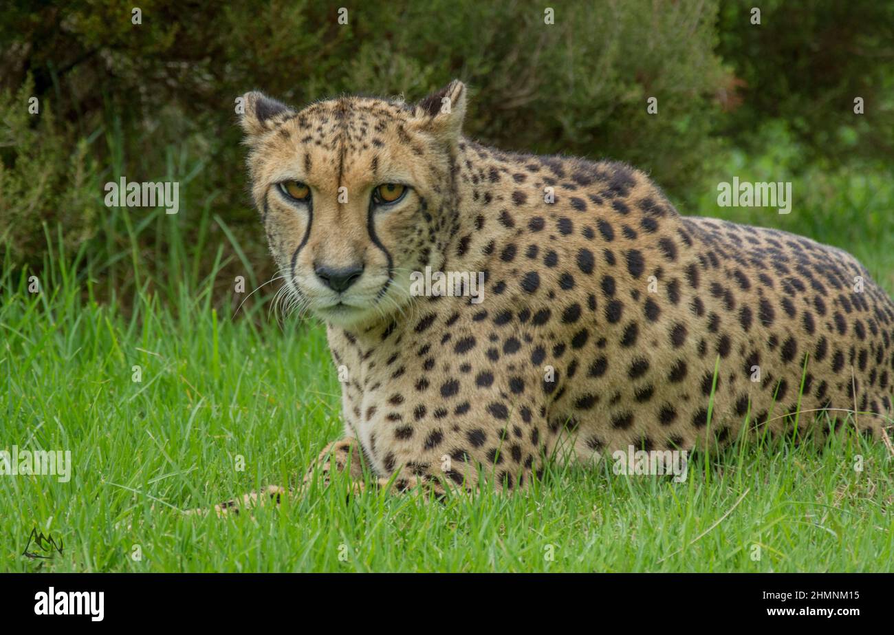 Cheetah ears hi-res stock photography and images - Alamy