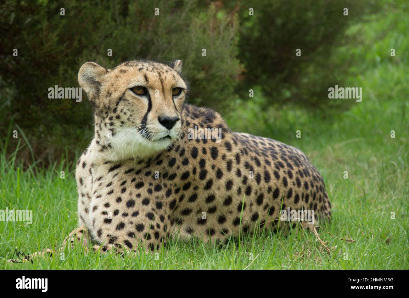Cheetah ears hi-res stock photography and images - Alamy