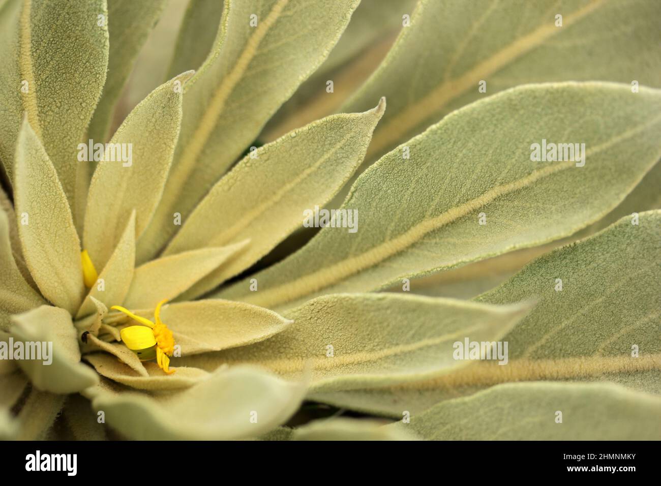 Verbascum thapsus Mullein plant. Yellow flower Stock Photo - Alamy