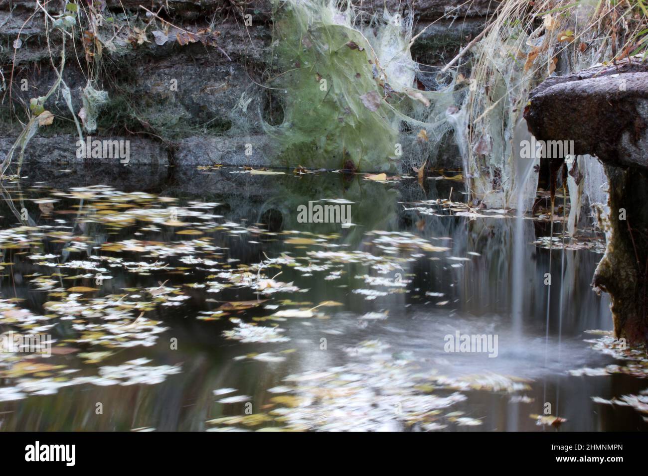 Garden watering algae-bound pond. Water flowing from very old stone ...