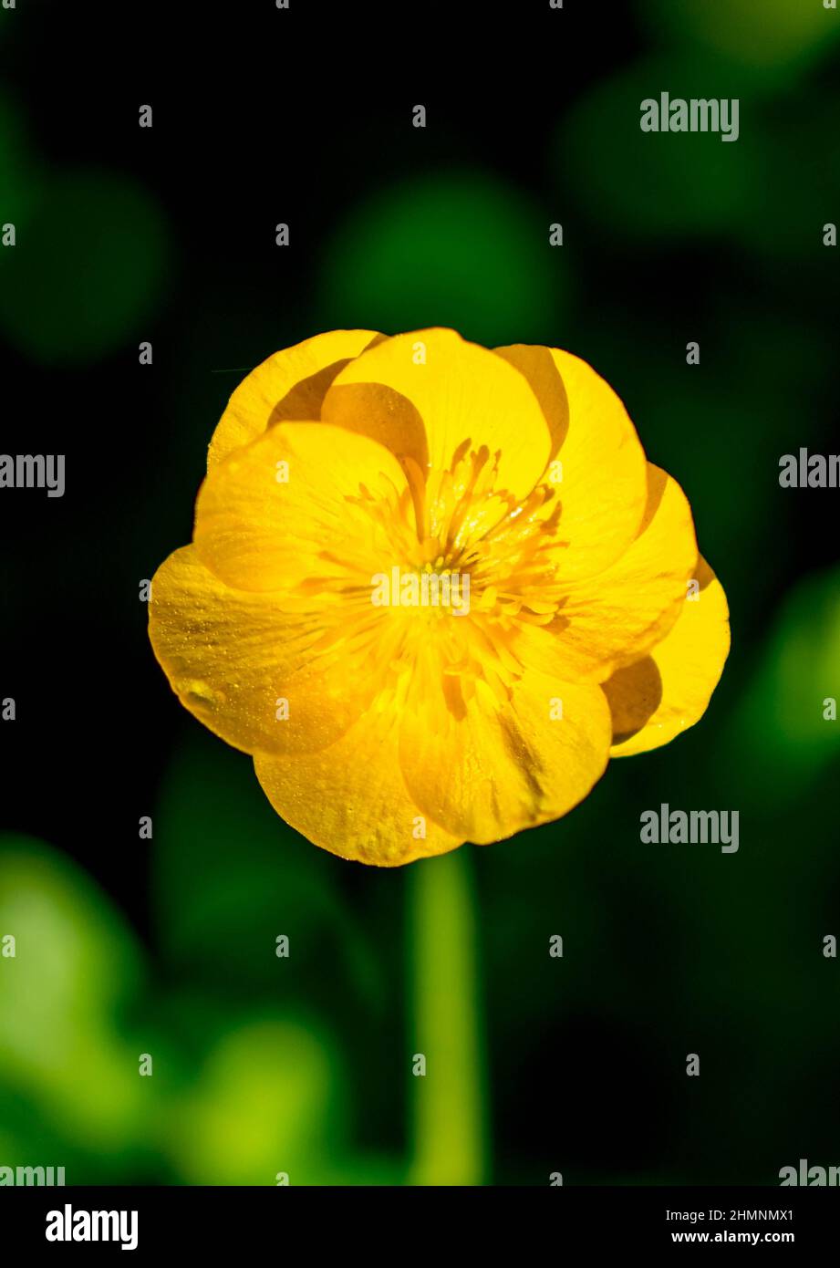 Creeping buttercup hi-res stock photography and images - Alamy