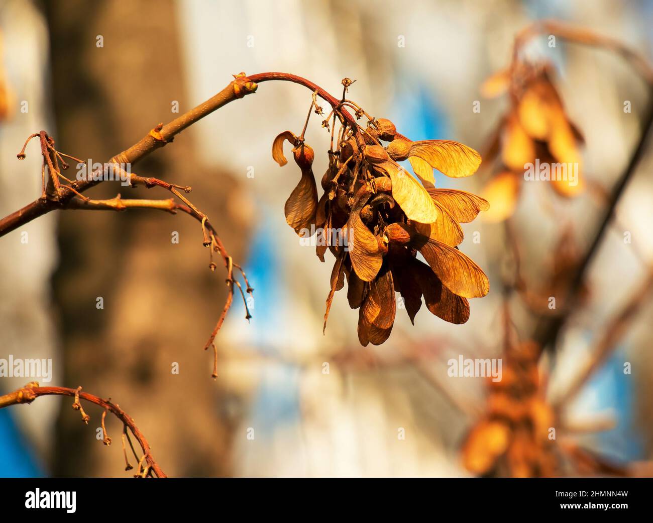 Dry maple seeds hanging on a branch in the autumn season Stock Photo ...